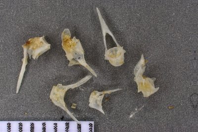 Otter spraint analysis