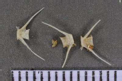 Otter spraint analysis
