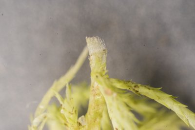 Identifying bog moss (Sphagna) - Naturalist's shack